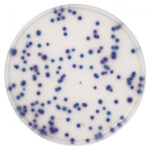 Chromocult Coliform Agar Cromogênico Merck – Pro-Analise Blog