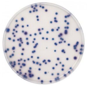 Chromocult Coliform Agar Cromogênico Merck – Pro-Analise Blog